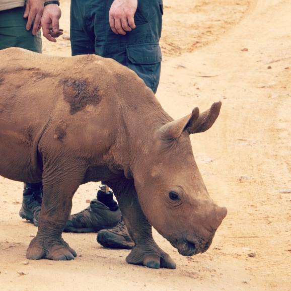 Rhino Rehab - Lord Ashcroft Wildlife